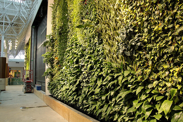 Plants as Air Filters - Solutions For Air Pollution In Indian Cities